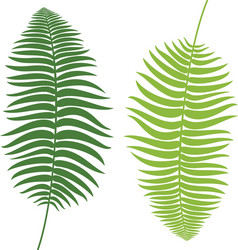 Fern Royalty Free Vector Image - VectorStock