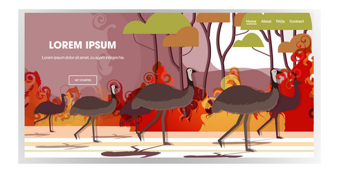 Emu Running Cartoon Vector Images (over 100)