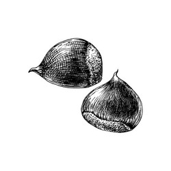 Chestnut drawing engraving ink line art Royalty Free Vector