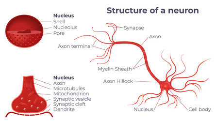 Neuron Connection Vector Images (over 6,200)