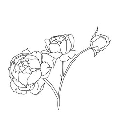 Peony line drawing flower art peonies Royalty Free Vector