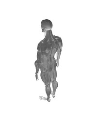 Human anatomy male body muscular system model Vector Image