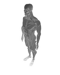 Human anatomy male body muscular system model Vector Image