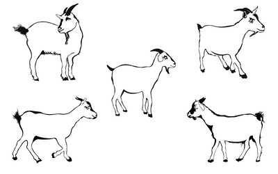 Goat Outline Vector Images (over 4,700)
