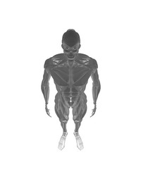 Human anatomy male body muscular system model Vector Image