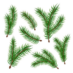Fur tree Royalty Free Vector Image - VectorStock