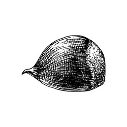 Chestnut drawing engraving ink line art Royalty Free Vector