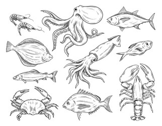 Sketch seafood lobster shellfish fish shrimp Vector Image