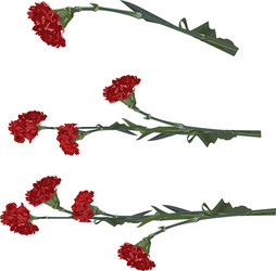 Carnation Flower Vector Images (over 3,400)