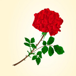 Rose Stem Vector Images (over 6,300)