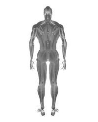 Human anatomy male body muscular system model Vector Image