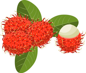 Rambutan Tree Drawing