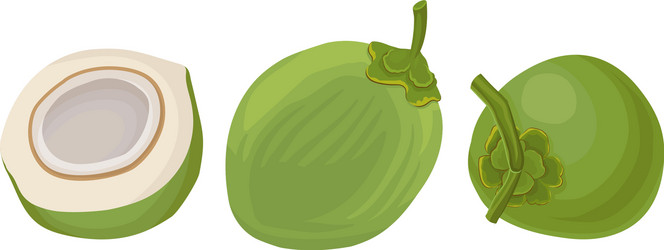 Whole and halved coconut showing copra set Vector Image