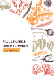 Gum Leaf Borders Vector Images (57)