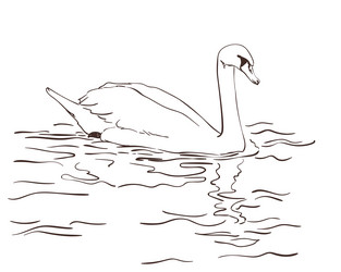 Hand drawn swan Royalty Free Vector Image - VectorStock