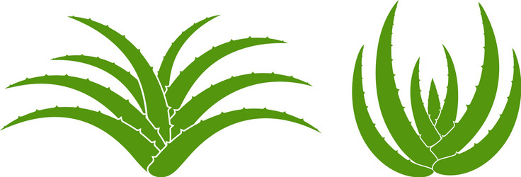 Aloe vera plant Royalty Free Vector Image - VectorStock