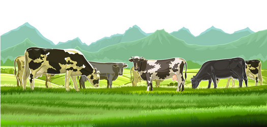 Cow Herd Vector Images (over 1,400)