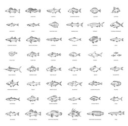 Types marine ocean fish and freshwater fish Vector Image