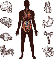 Anatomy Vector Images (over 200,000)