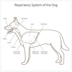 Respiratory System of the Dog Vector Images (54)