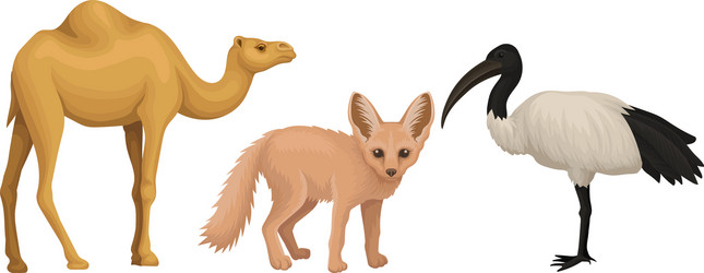 Camel Realistic Vector Images (over 150)
