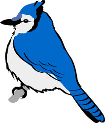 Blue Jay Vector Images (over 650)