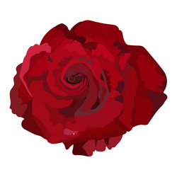 Red rose isolated flower on white background Vector Image