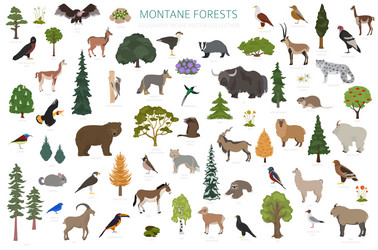 Montane forest biome natural region infographic Vector Image