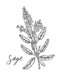 Sage Leaf Outline Vector Images (over 310)