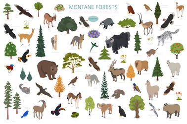 Montane forest biome natural region infographic Vector Image