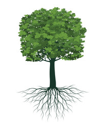 Green tree with roots outline Royalty Free Vector Image