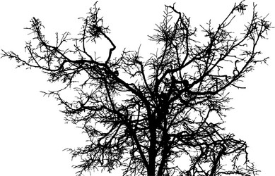 Black leafless tree branches Royalty Free Vector Image