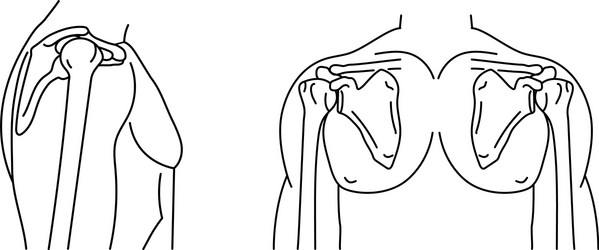 Acromion Vector Images (50)