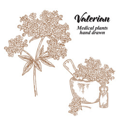 Hand drawn valerian with leaves and flowers Vector Image