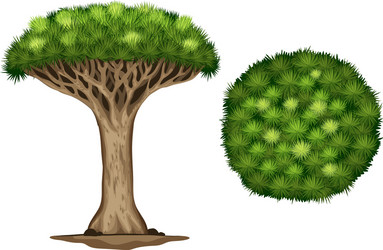 Dragon Blood Tree Vector Images (27)