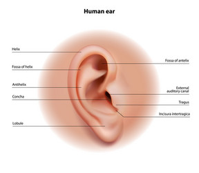 Ear Vector Images Over 170 000