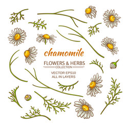 Chamomile set Royalty Free Vector Image - VectorStock