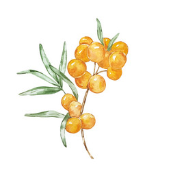 Sea buckthorn color sketch style Royalty Free Vector Image
