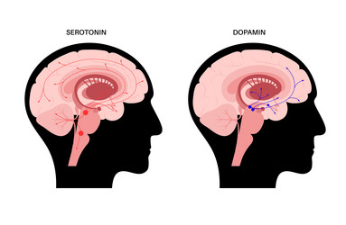 Dopamine & Serotonin Brain Pathway Royalty Free Vector