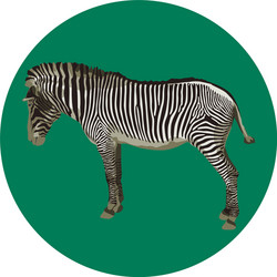 Zebra Eating Vector Images (over 120)