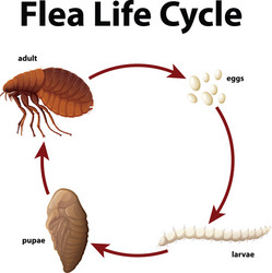 Diagram showing life cycle cockroach Royalty Free Vector