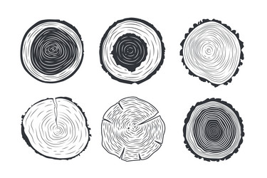 Cross section of the tree Royalty Free Vector Image