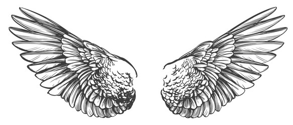 Angel wings bird wings collection cartoon hand Vector Image