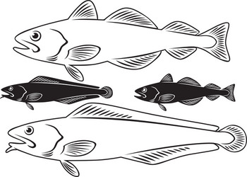 Pollock fish Royalty Free Vector Image - VectorStock