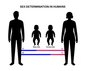 Sex determination in humans Royalty Free Vector Image