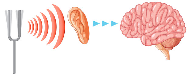 Educational infographic human hearing systems Vector Image
