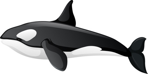 Orca Clipart