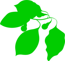 Camphor Tree Vector Images (49)