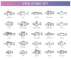 Types marine ocean fish and freshwater fish Vector Image