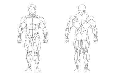 Strong man Royalty Free Vector Image - VectorStock